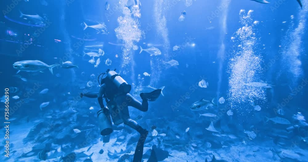A scuba diver explores a vast underwater aquarium, enveloped by the ...