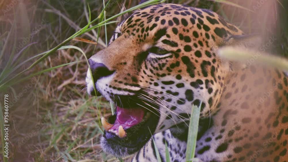 Male jaguar Panthera onca lying down with mouth open, showing fangs and ...