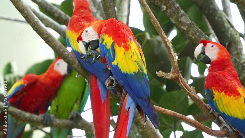 Flock of scarlet macaw, ara macao perched on the tree in the wildlife ...