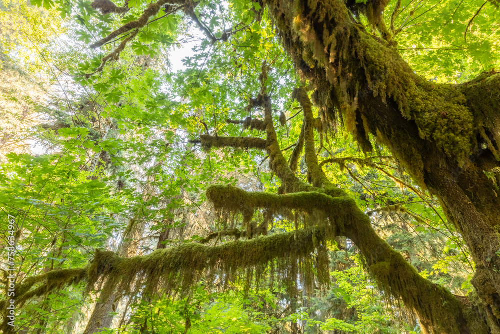 Beautiful Hoh rainforest, located in Olympic National Park on the ...