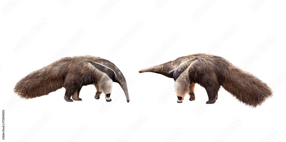 collection, Giant anteater isolated on White Background. clipping path ...