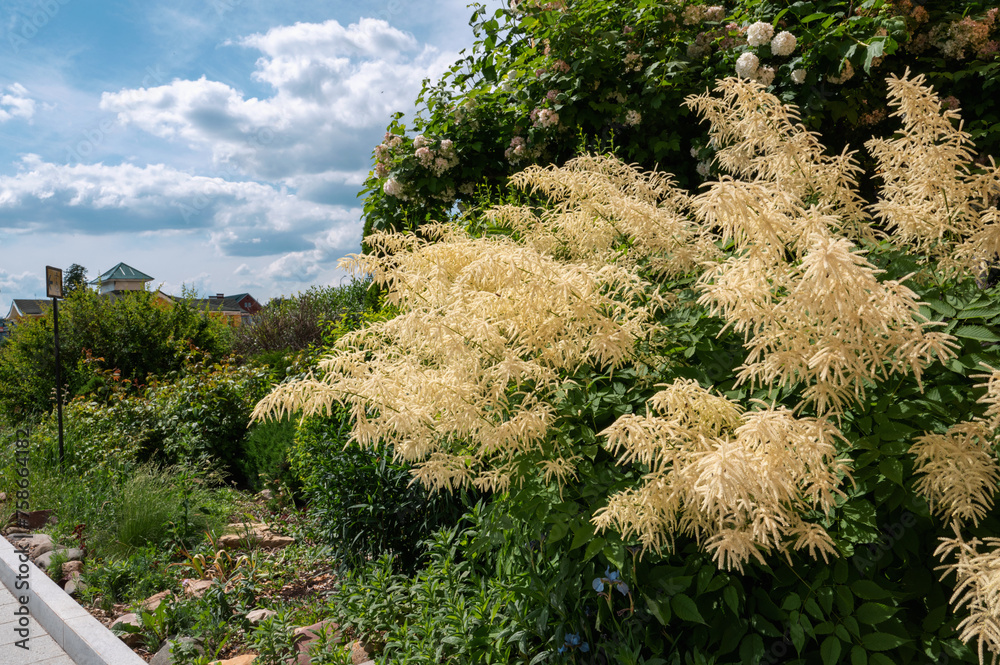 Aruncus dioicus, forest, is a beautiful, stout herb, our native. It ...