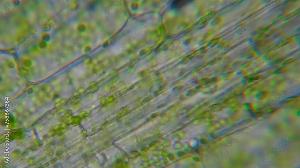 Motion Cells Chloroplast Under Microscope. Chlorophyll Cell Division. Cell Structure Leaf Plants ...