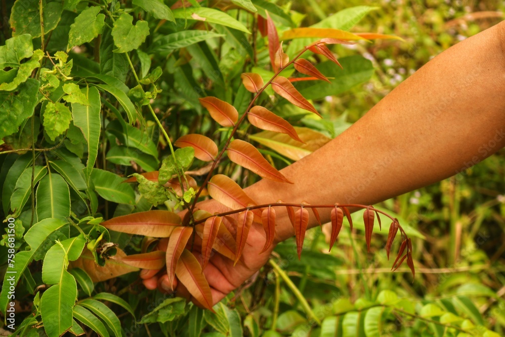 Man Explores The Forest And Finds A Fern Plant Sword Fern Nephrolepis Cordifolia Stock