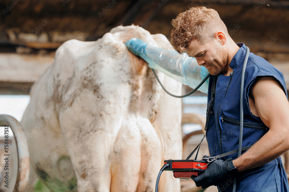 Veterinarian man with ultrasound device checking if cow is pregnant in ...