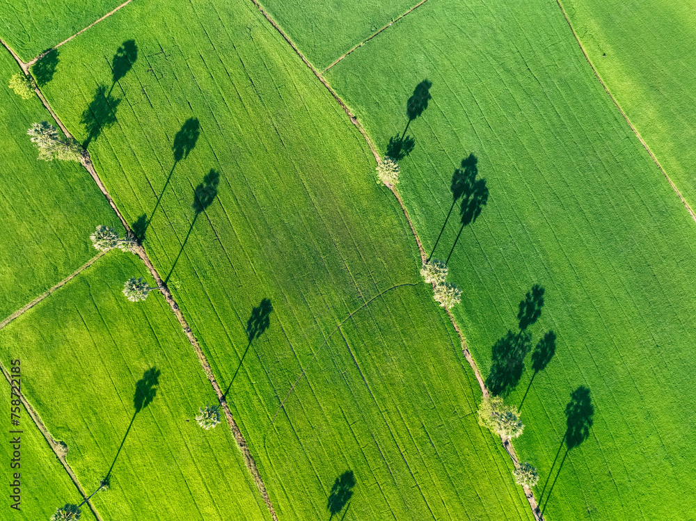 Aerial view of green rice field with trees in Thailand. Above view of ...
