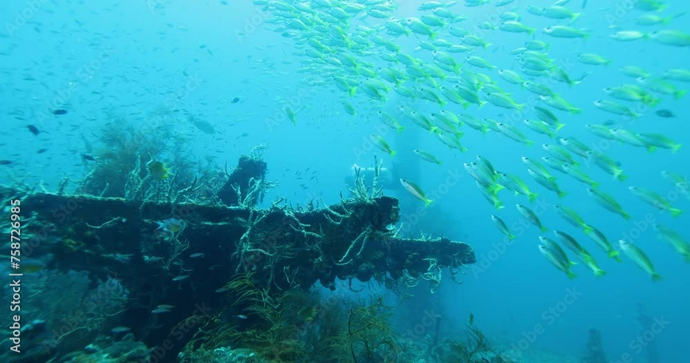 Flock herd of yellow Jack fish bait ball. A fish swimming around the ...