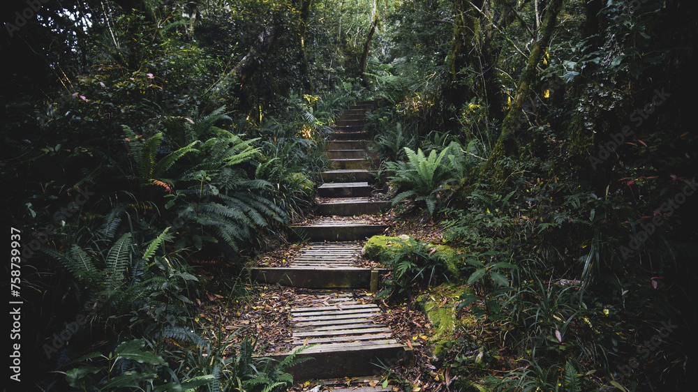 Forest desktop wallpaper, tropical jungle pathway background Stock ...
