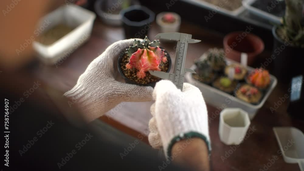 Close up of the hands of man measuring the cactus plant growth using ...