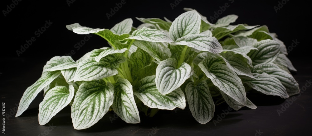 Silver queen plant with appealing silvery-green lance-shaped leaves ...