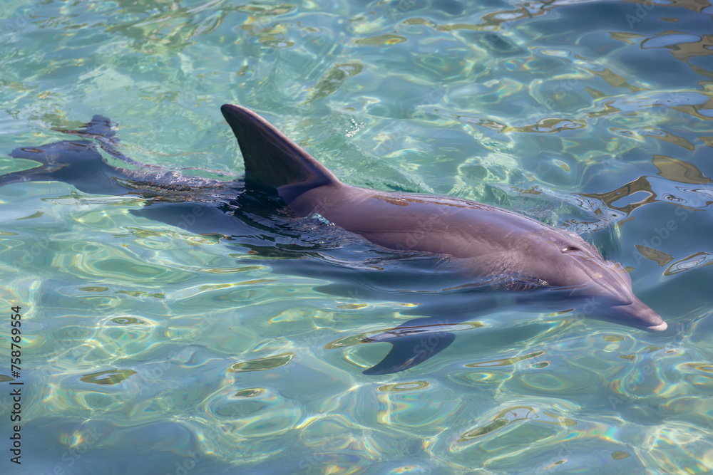 Dolphin swimming in clear, greenish water. Sunlight creates a beautiful ...