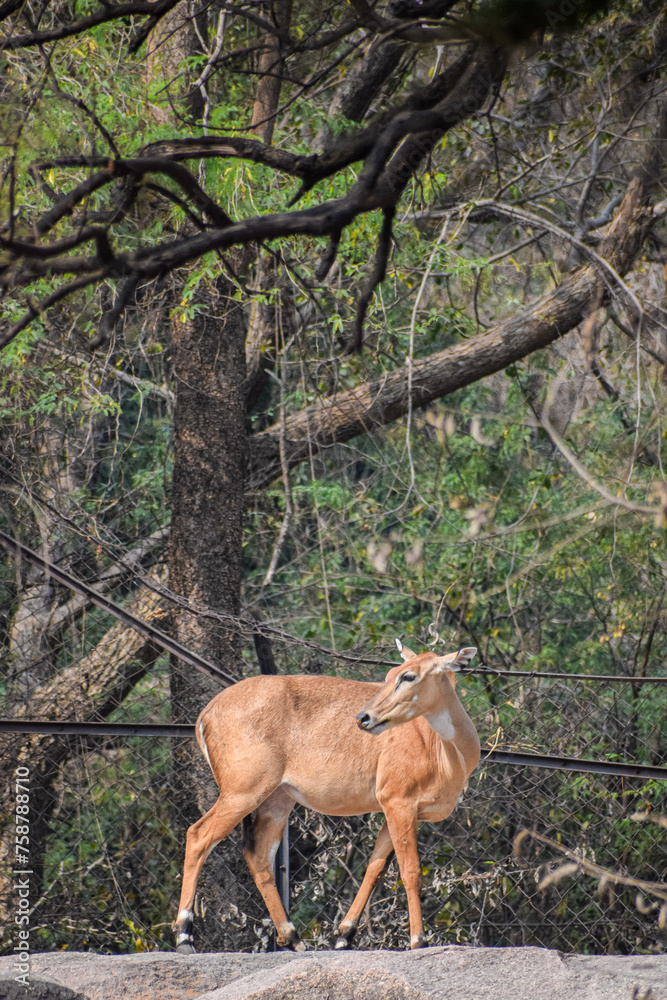 Adult antelope in the forest. Also called Nilgai or Blue cow in India ...