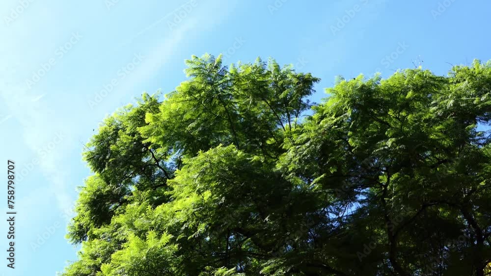 Jacaranda mimosifolia (blue jacaranda, black poui, or as the fern tree ...