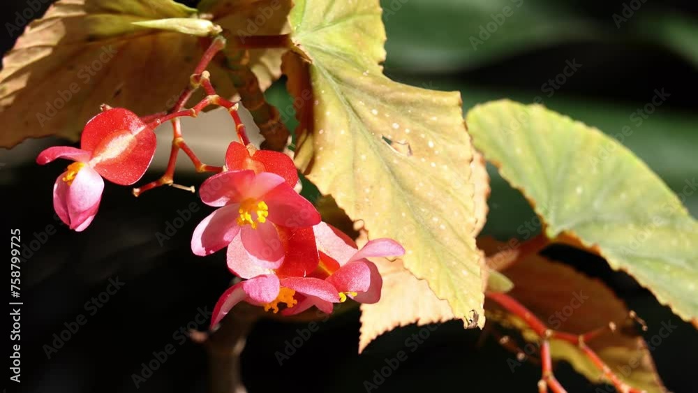 Begonia aconitifolia is a species of plant in the Begoniaceae family ...