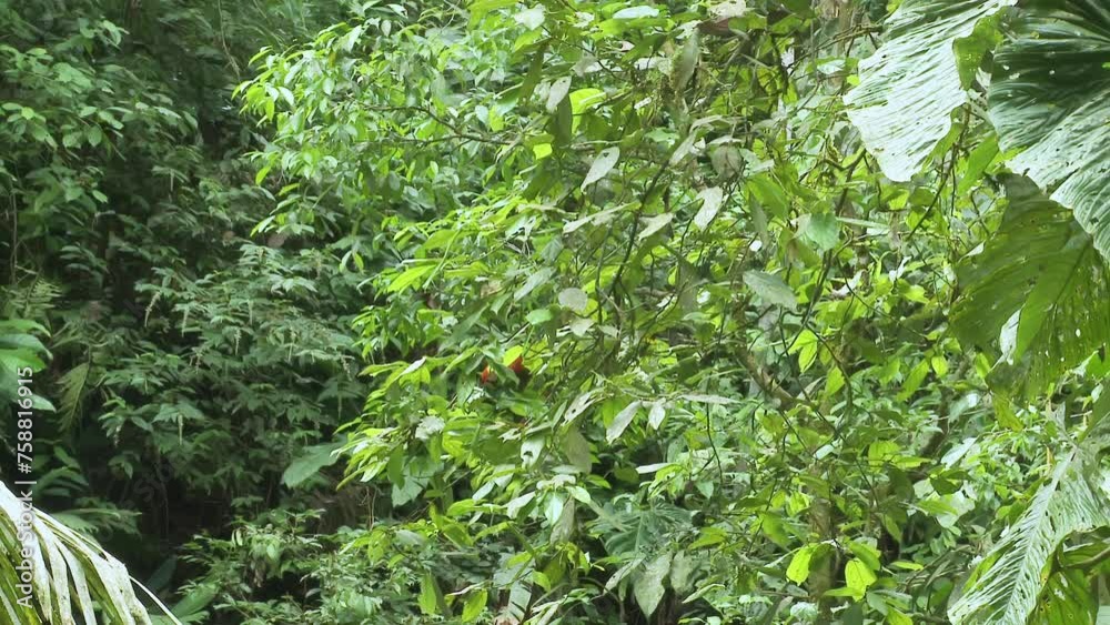 Parrot Scarlet Macaw sitting in a tree at a clay lick in the Amazon ...