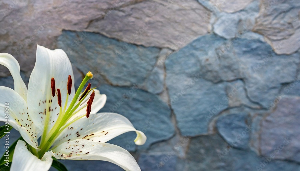 lilac blue funeral wake order of service lily background template white ...