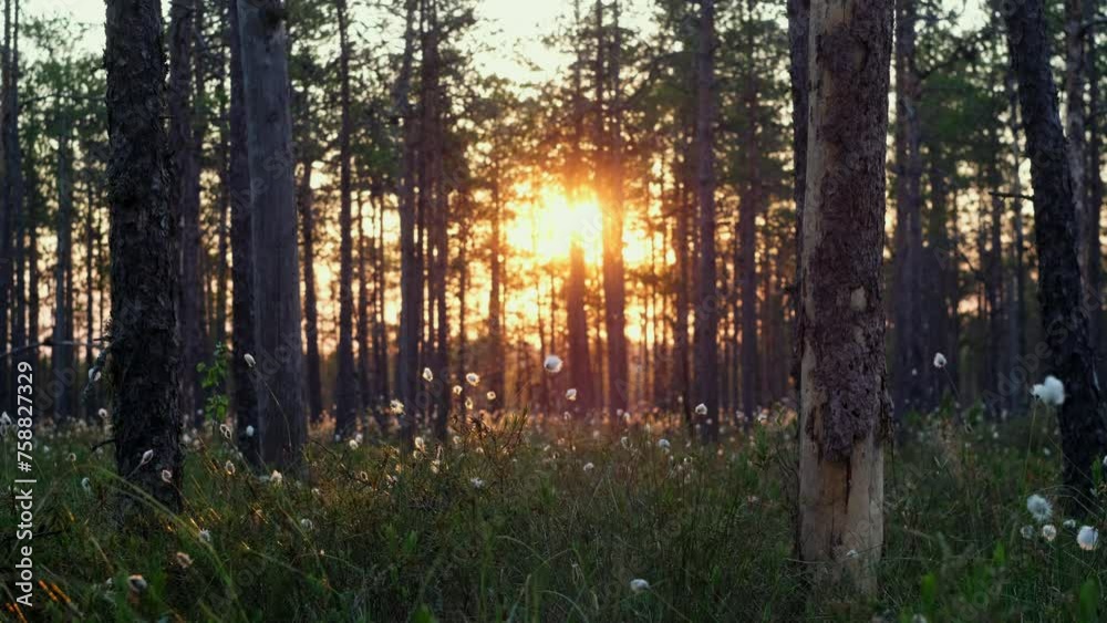 Gorgeous sunrise in a spring coniferous forest. Sunbeams light up the ...
