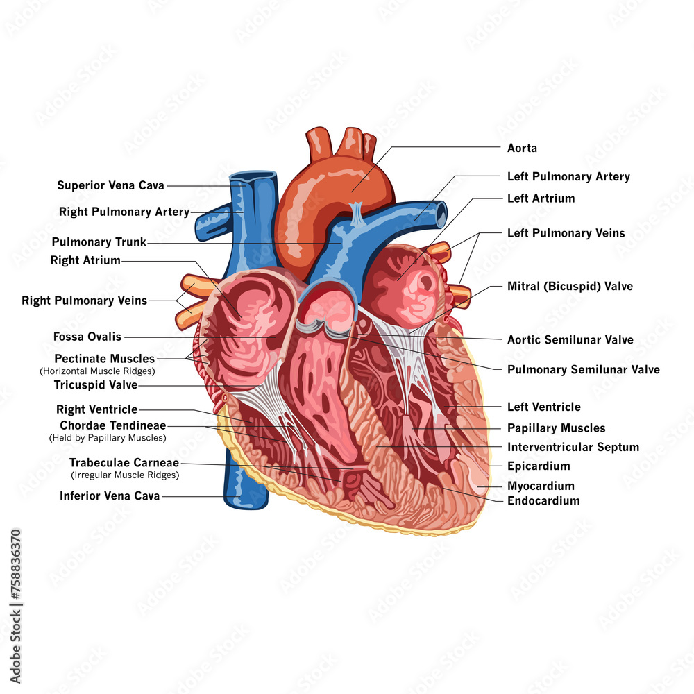 Heart Anatomy. heart system. Components of the heart. Stock ...