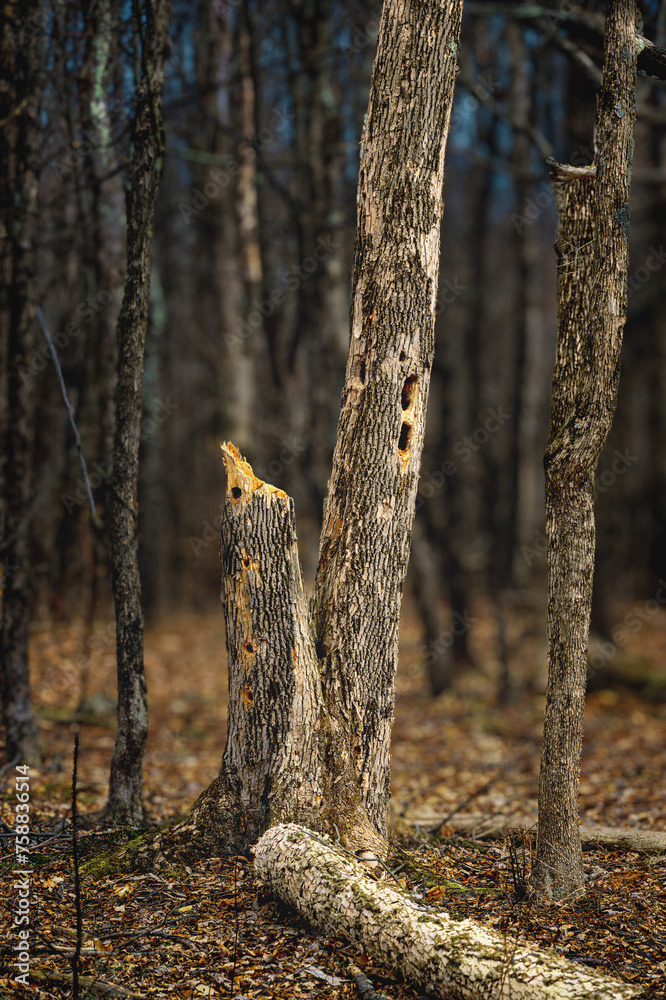 After years, if not decades, of woodpecker and animal attacks, this ...