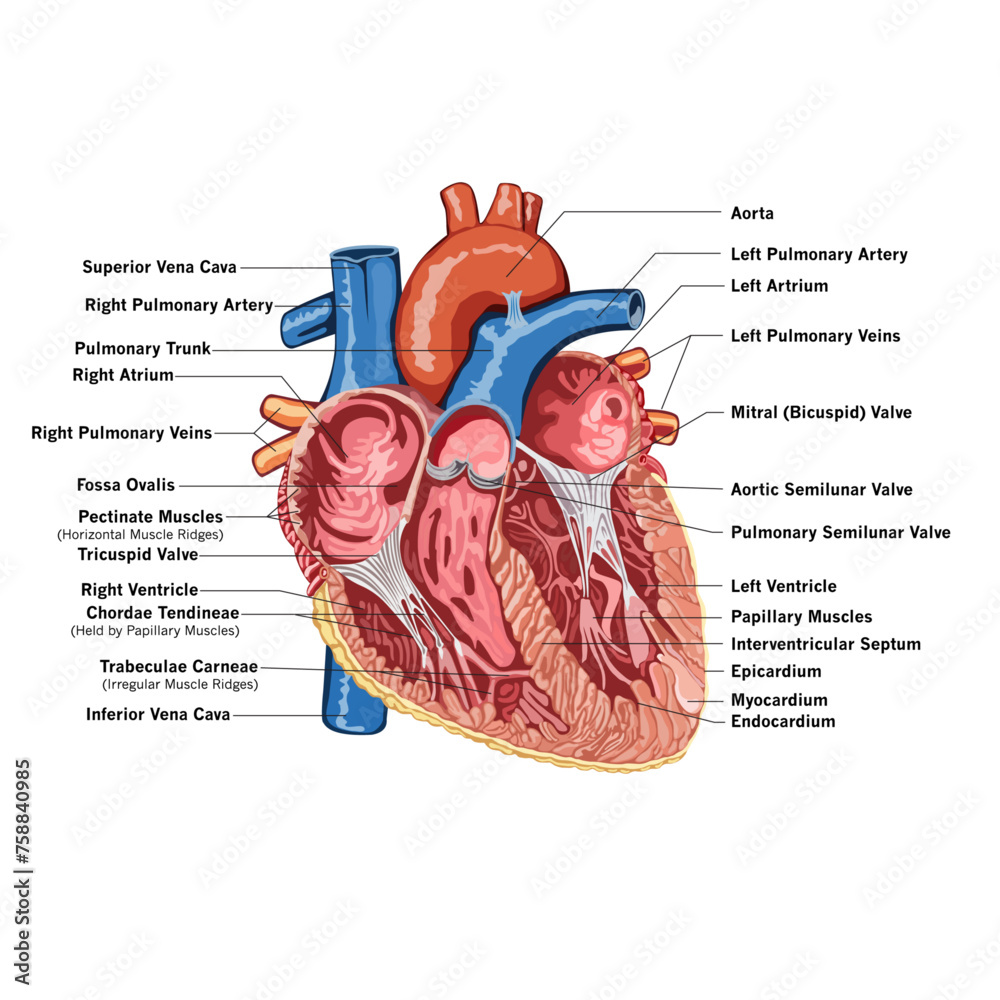 Heart Anatomy. heart system. Components of the heart. Stock Vector ...