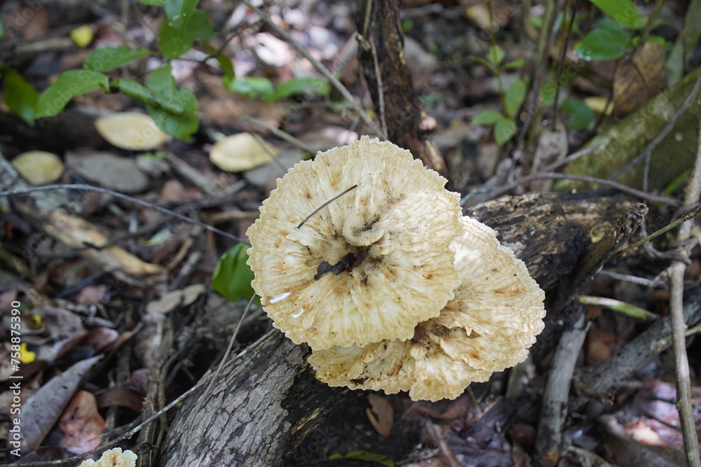 Pycnoporus sanguineus is a white rot saprobic fungus. It was discovered ...