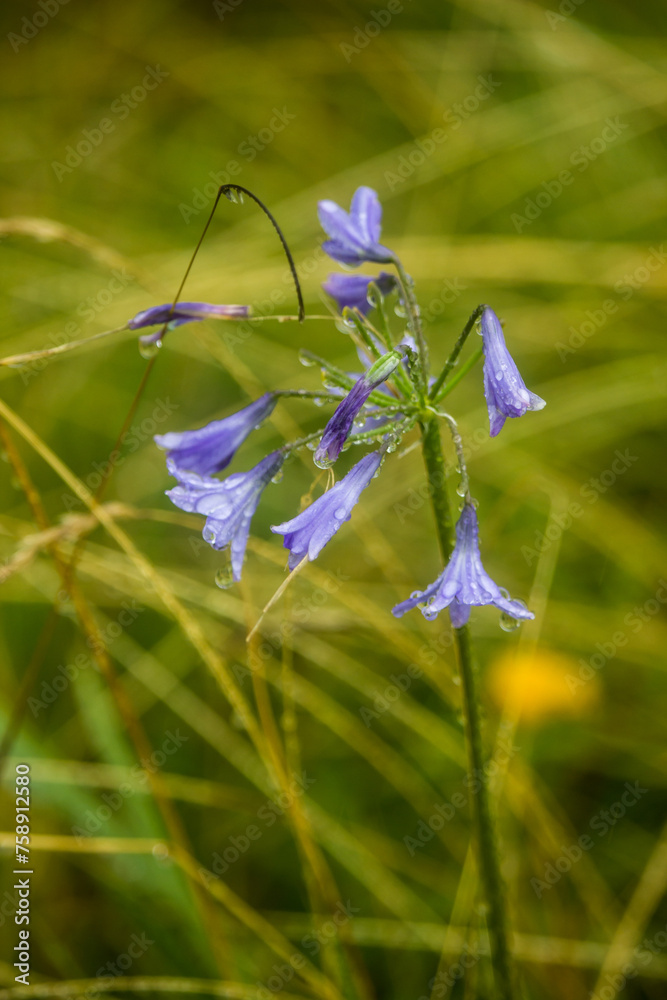 The delicate small blue bell-shaped flowers of a bell agapanthus ...