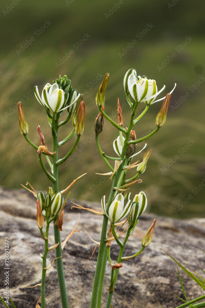 The Beautiful white and green flowers of a Albuca Setosa, commonly ...