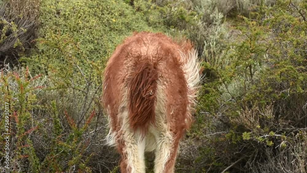 Close up on a back of a wild guanaco eating bushes and fruits in South ...
