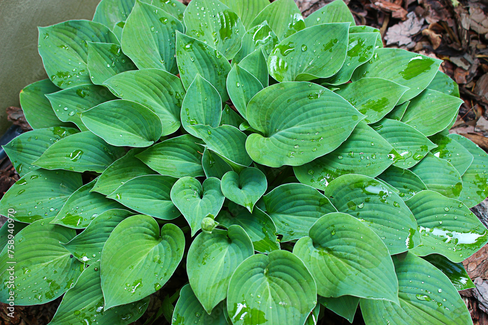 Foto de Hosta (funkia) bylina o ozdobnych liściach, odmiana Abiqua Blue ...