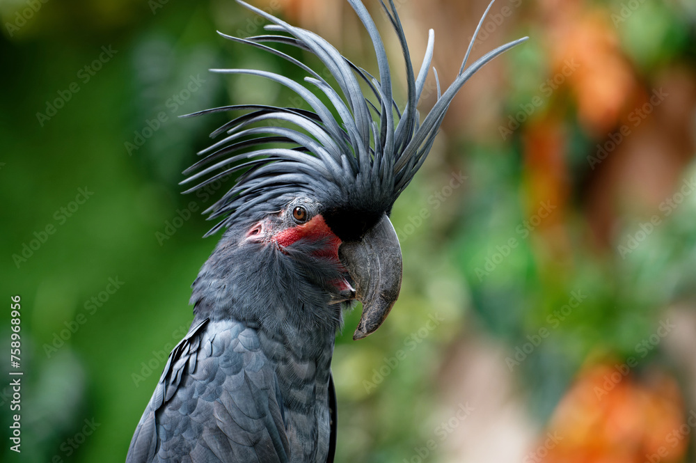 animal, aterrimus, australia, background, beak, beautiful, beauty, bird ...