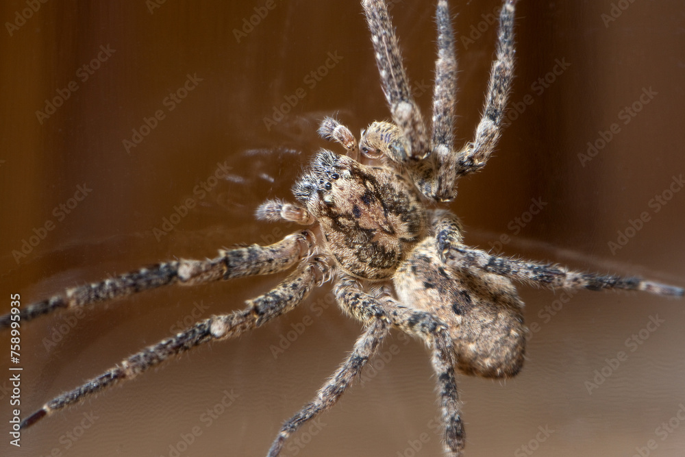 Nosferatu-Spinne mit deutlicher Zeichnung auf dem Rücken, Macro Stock ...