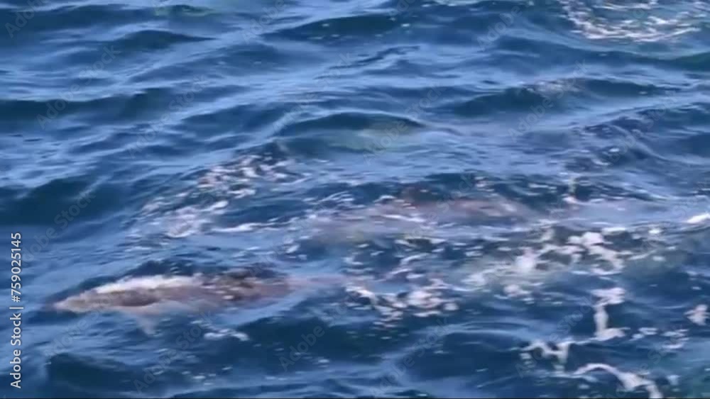 Dolphin in water swimming , dolphin animation video , Dolphin swimming ...