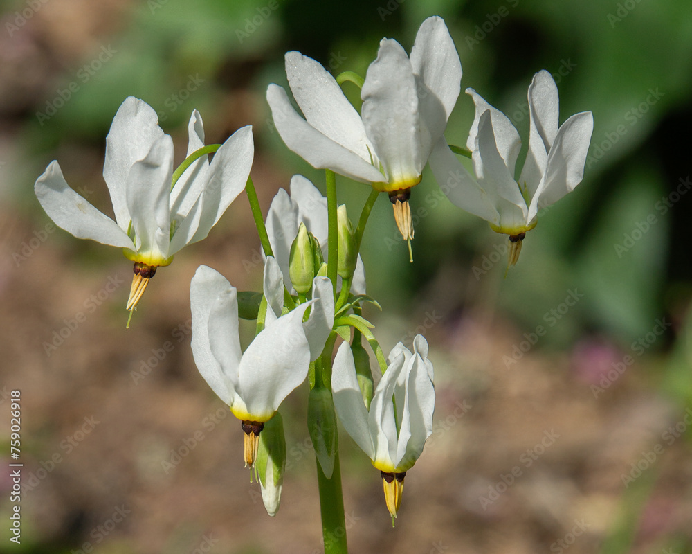 A close-up of multiple flowers of Shooting Star, Dodecatheon meadia ...