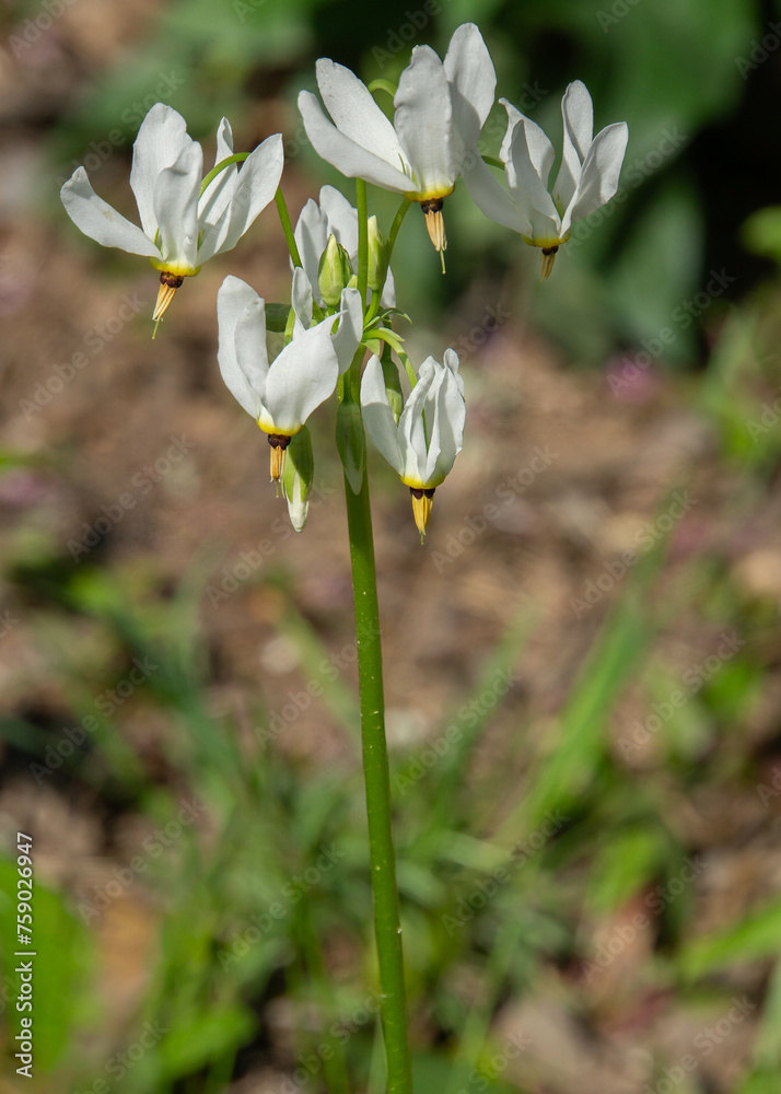 Flowers and stem of the Shooting Star, Primula meadia, with unique ...