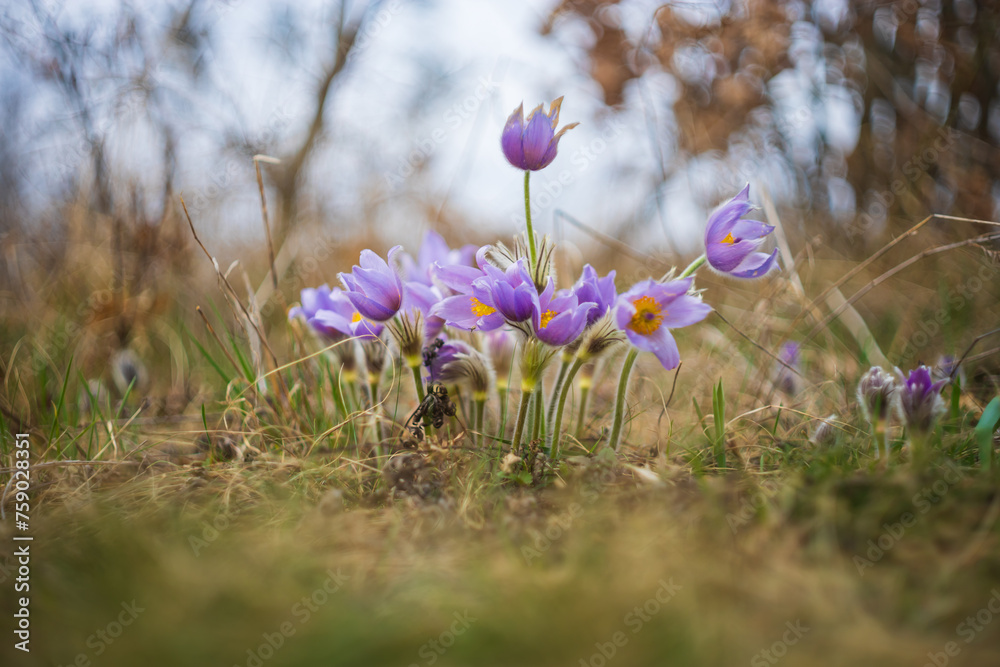Beautiful purple spring flower in the meadow - Pulsatilla grandis ...