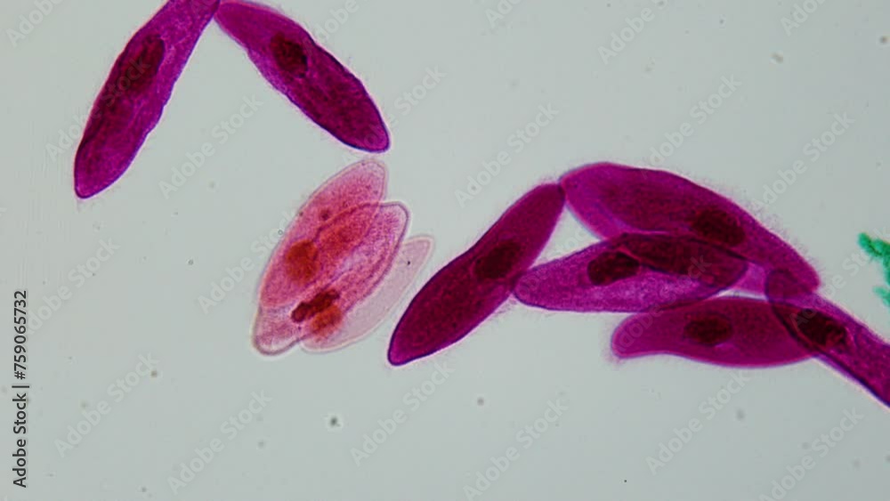 The Paramecium Under Microscope Description