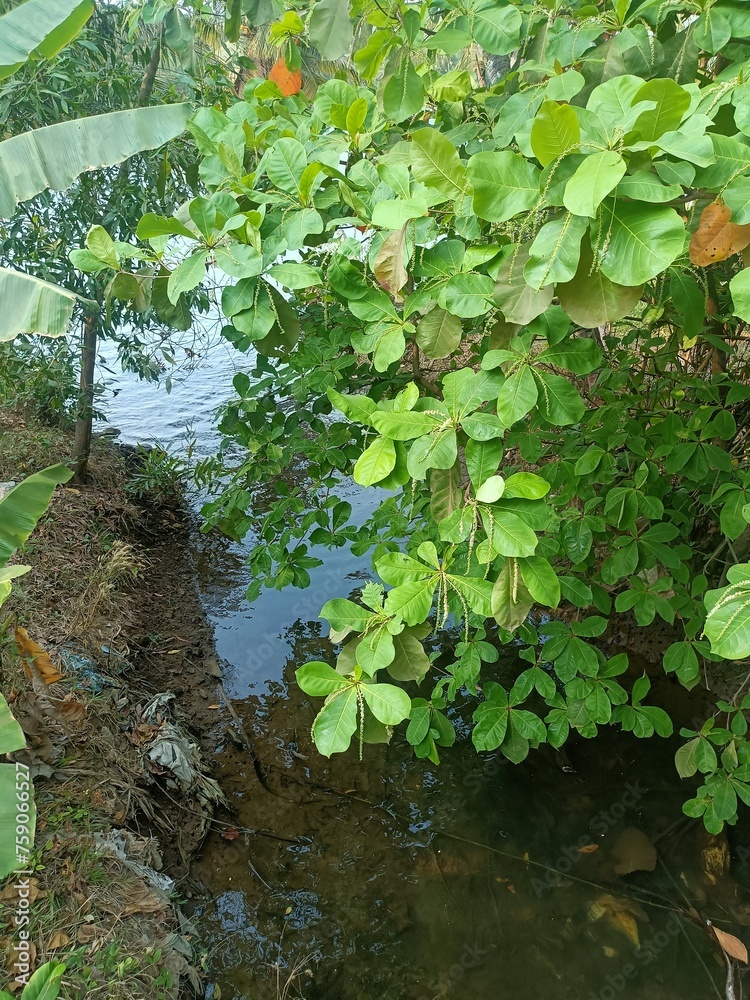 Terminalia catappa is a large tropical tree in the leadwood tree family ...