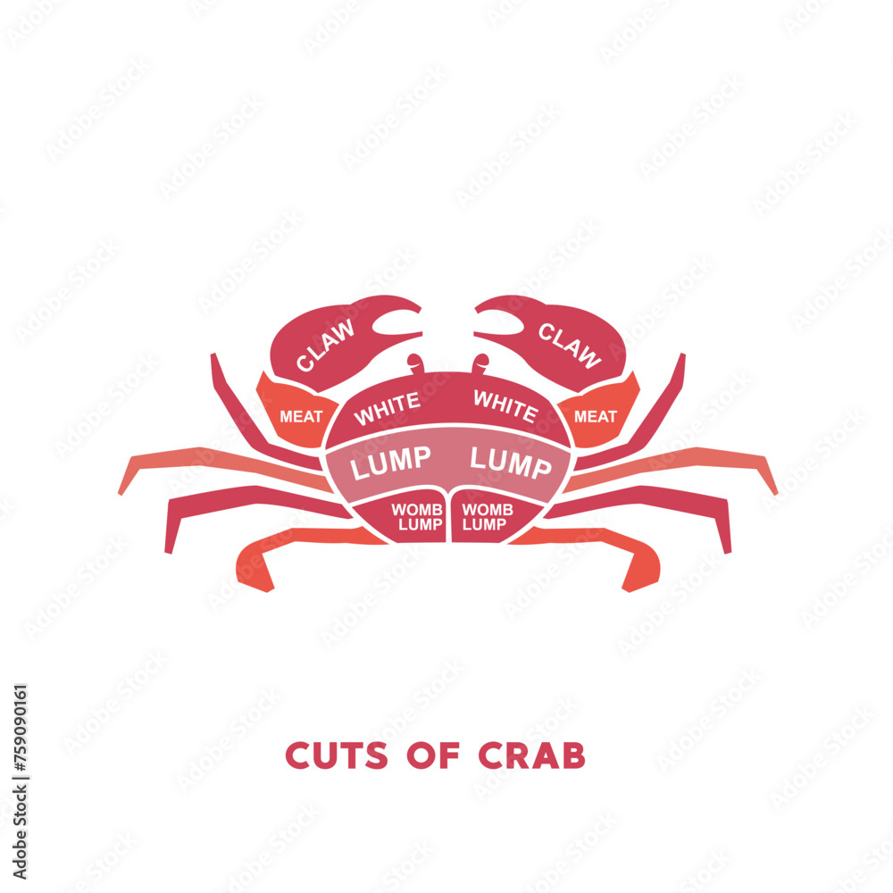 vector illustration guide Meat cuts set. crab Butcher Poster diagrams ...