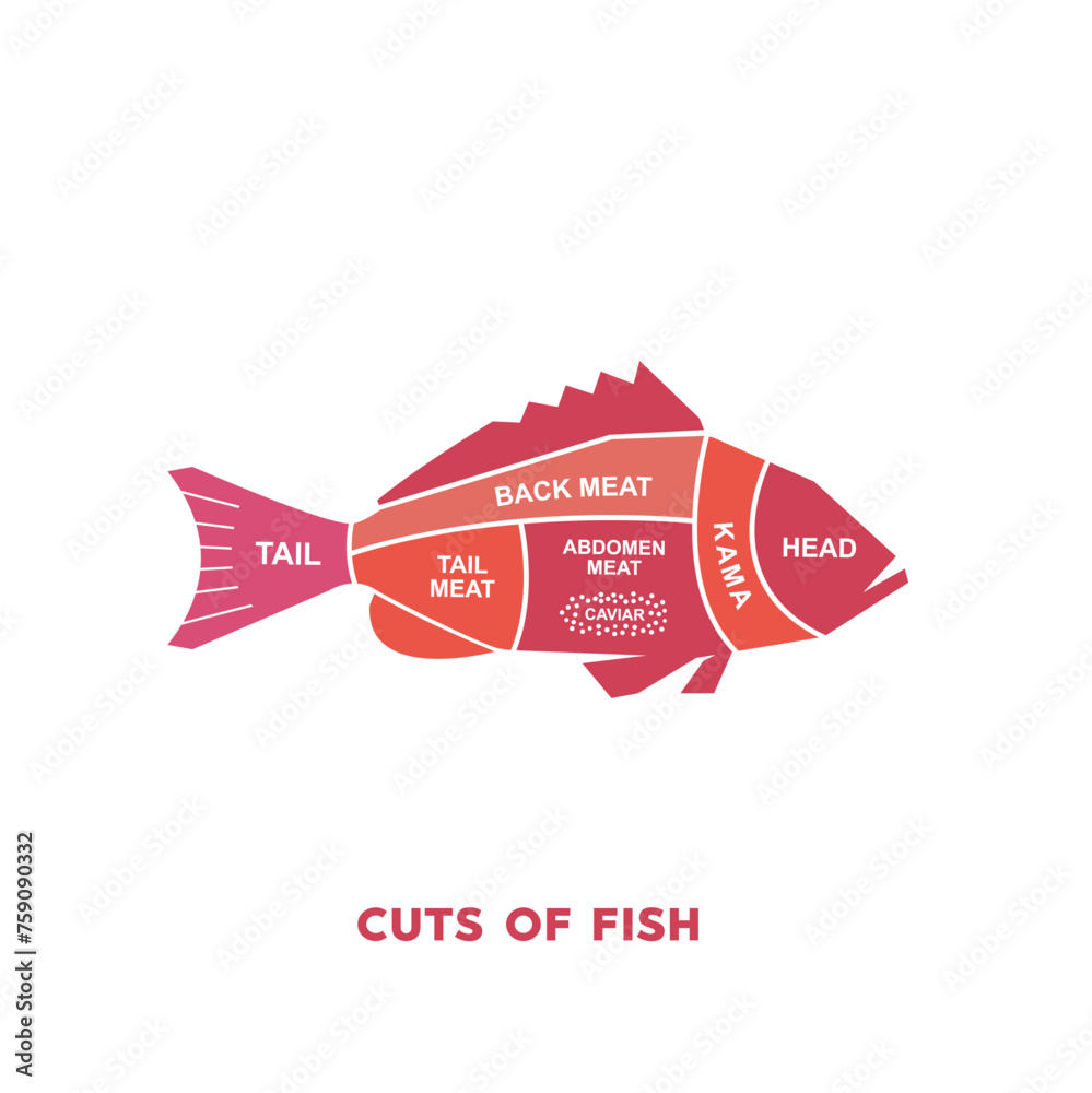 vector illustration guide Meat cuts set. fish Butcher Poster diagrams ...