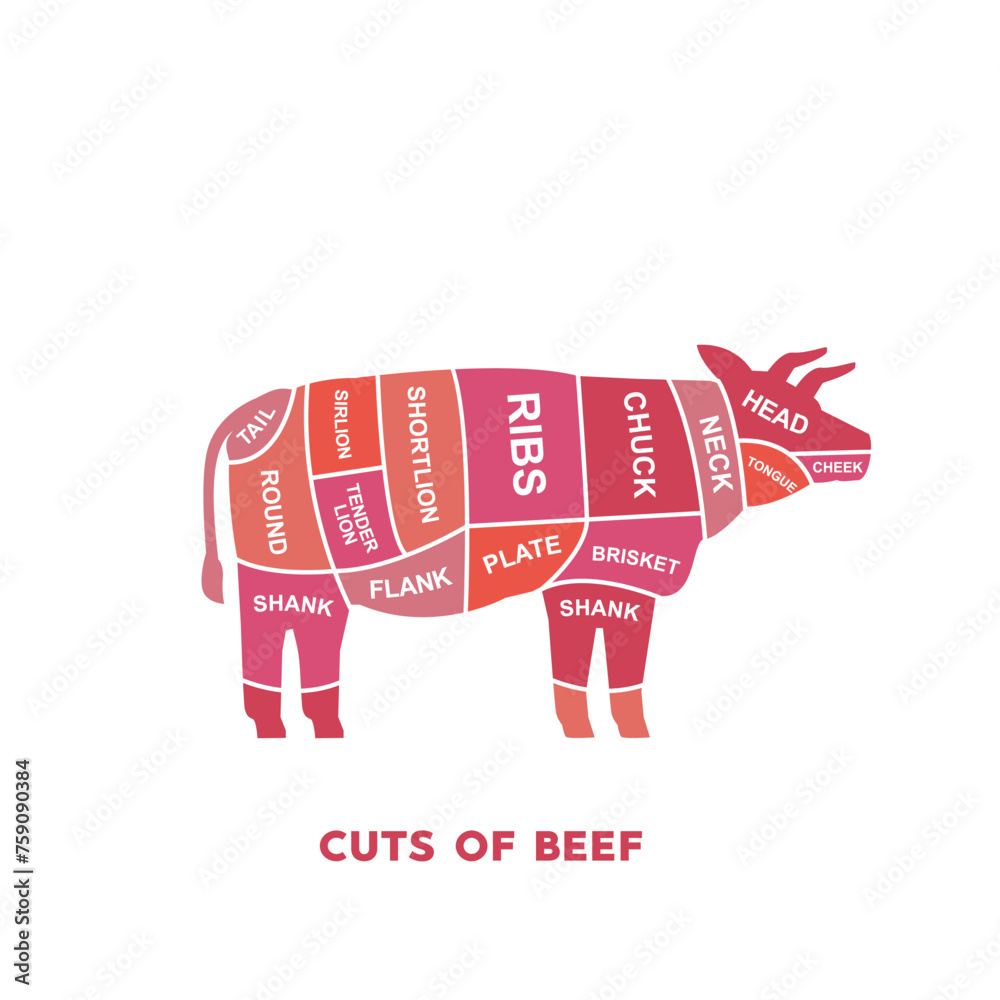 vector illustration guide Meat cuts set. beef Butcher Poster diagrams ...