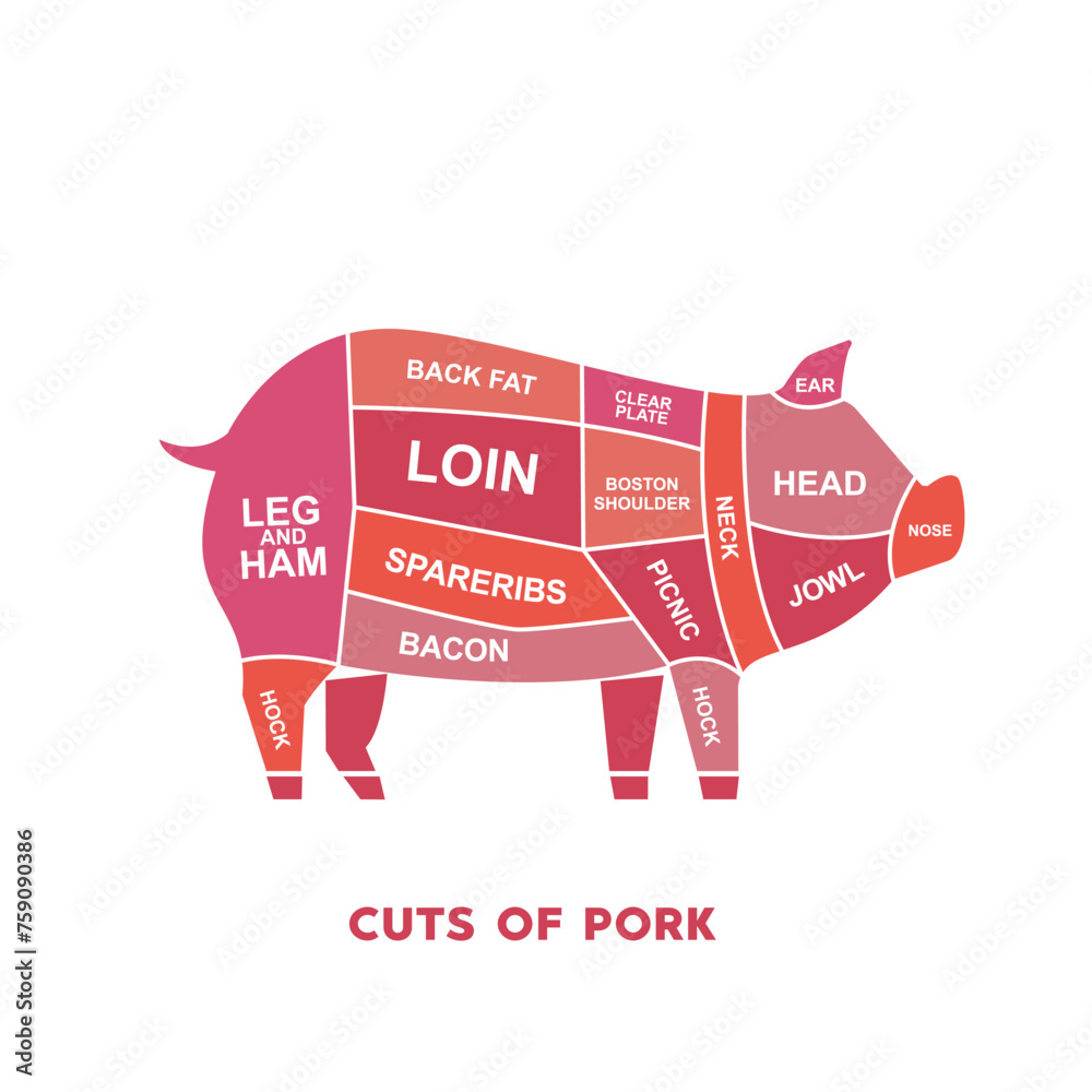 vector illustration guide Meat cuts set. pork Butcher Poster diagrams ...