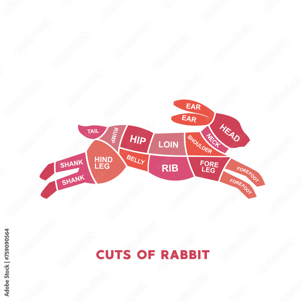 vector illustration guide Meat cuts set. rabbit Butcher Poster diagrams ...