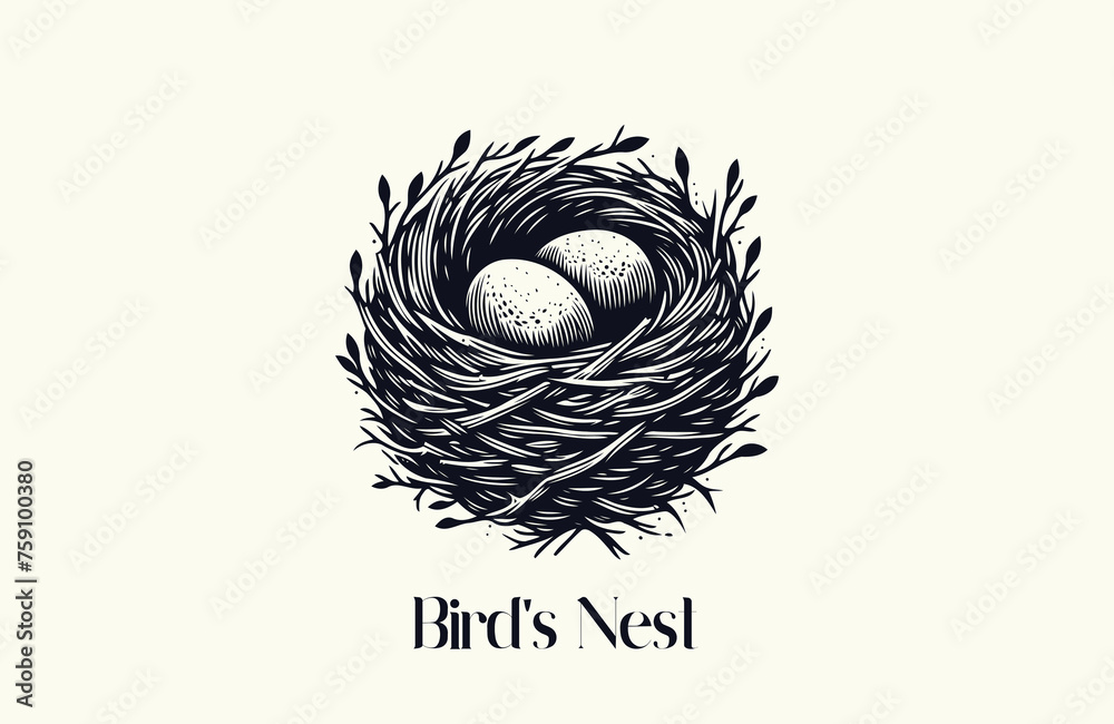 Bird Nest with Eggs Pen and Ink Vector Drawing, Illustration of a bird ...