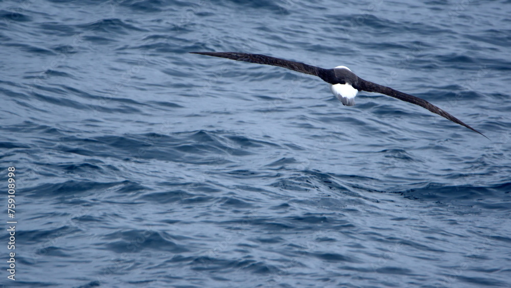 Poster Black-browed albatross (Thalassarche melanophris) in flight ...