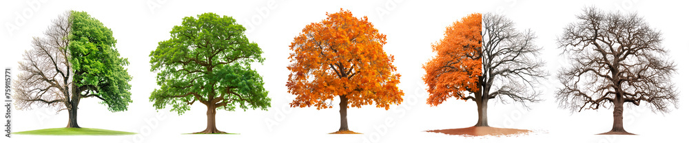 Four seasons trees isolated on white or transparent background. Set of ...