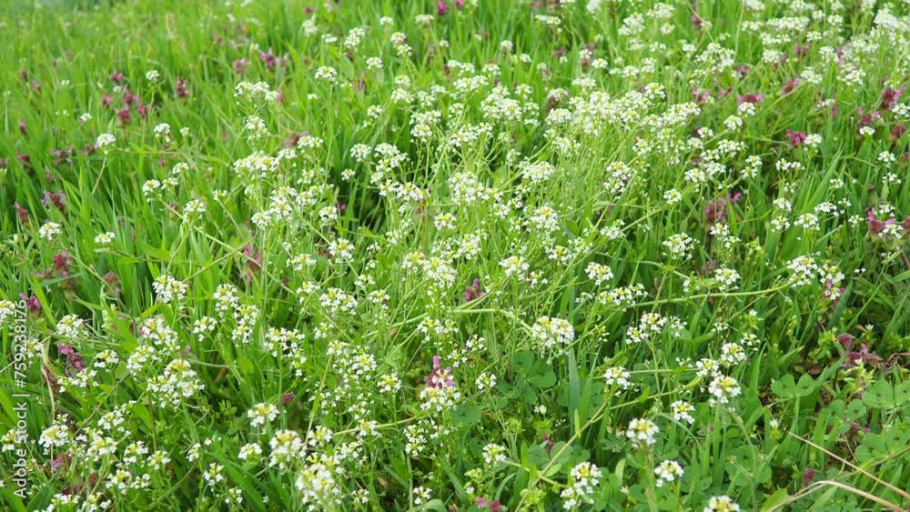 Flowers of shepherd's purse. Capsella bursa-pastoris known because of ...