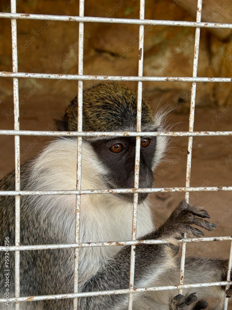Heart broken Caged monkey looking from behind bars in a zoo in Egypt ...