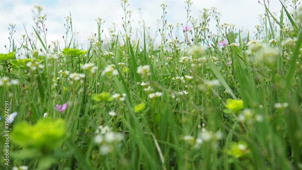 Flowers of shepherd's purse. Capsella bursa-pastoris known because of ...