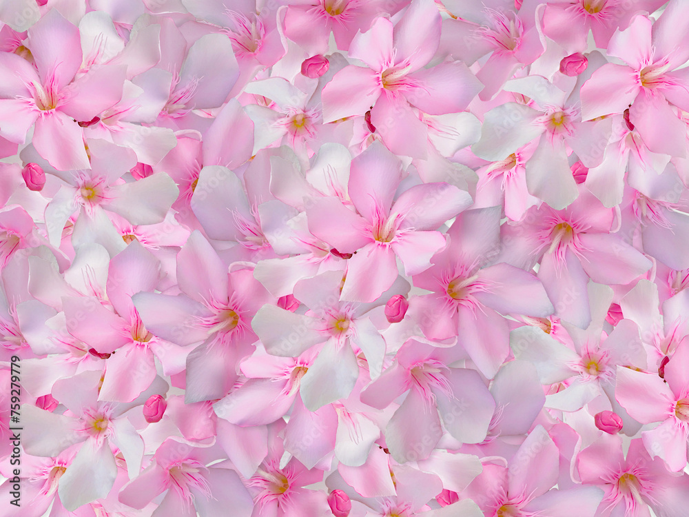 beautiful pink oleander also known in india as karen or karan spring ...