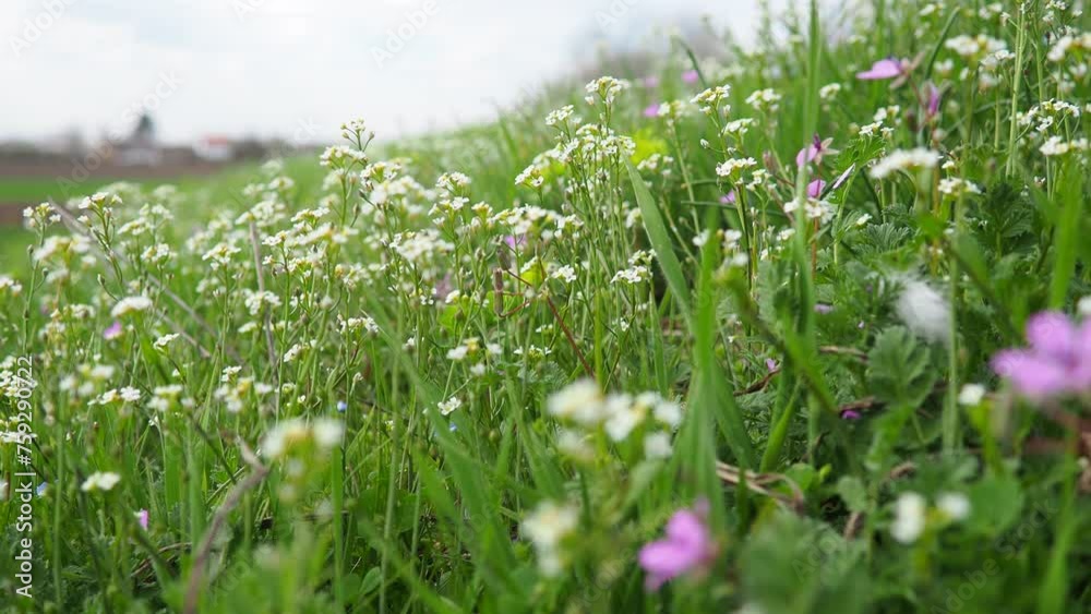 Vidéo Stock Flowers of shepherd's purse. Capsella bursa-pastoris known ...